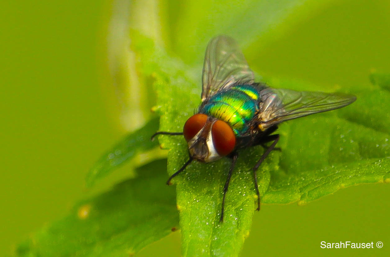 fly1 – Sarah Fauset – Photography